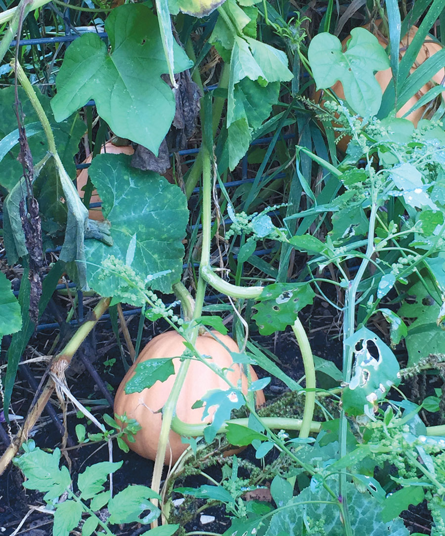 The Incredible Seminole Pumpkin