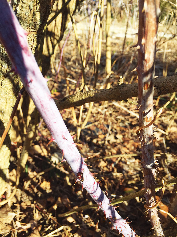 Dewberries: The Arcane History of a Bramble