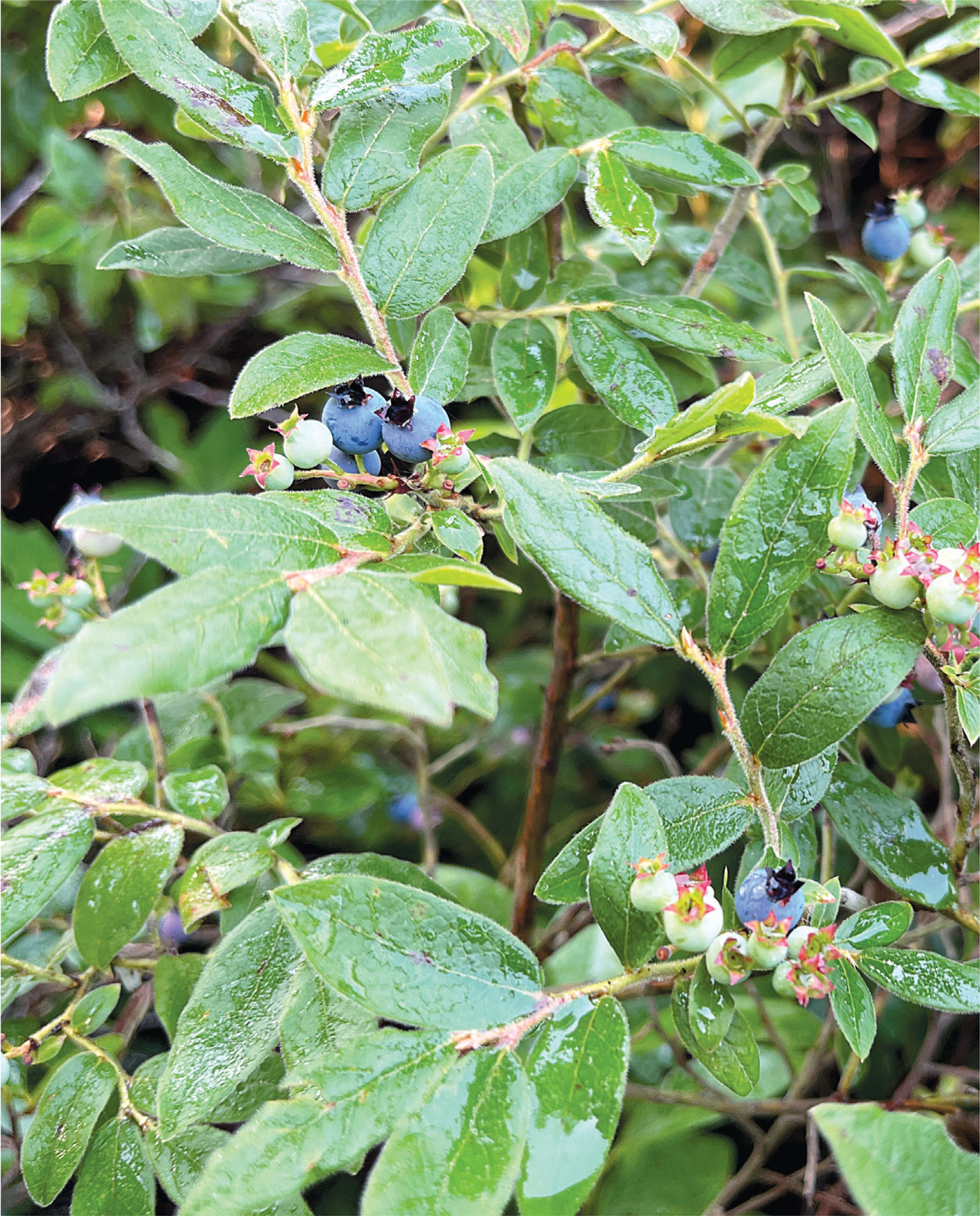 Eating Wild: Finding Delight in the Simple Things with Wild Blueberries