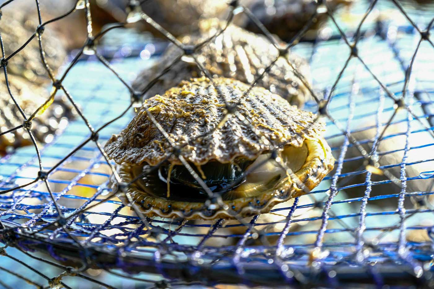 Scallop Bay Shellfish Company: Hatching a Market in Pocasset - Edible ...