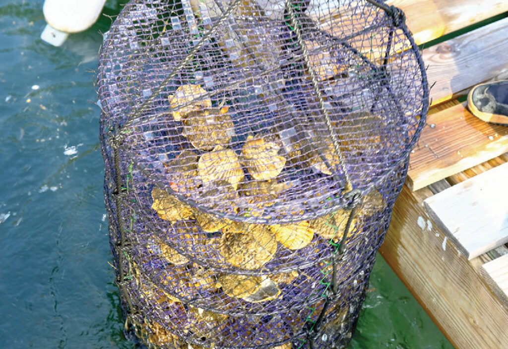 Scallop Bay Shellfish Company: Hatching a Market in Pocasset - Edible ...